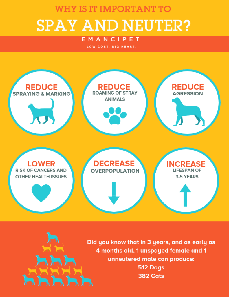 Why It's Important to Spay/Neuter Your Pet - Emancipet