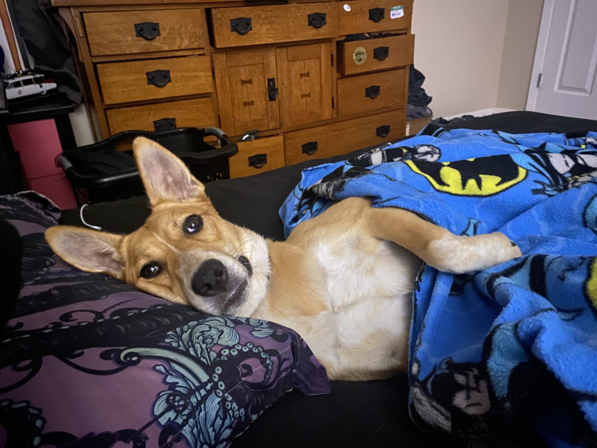 Meet our 497,325th Spay Patient: Freyja - Emancipet