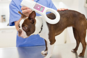 Answers to 7 Important Microchipping Questions - Emancipet
