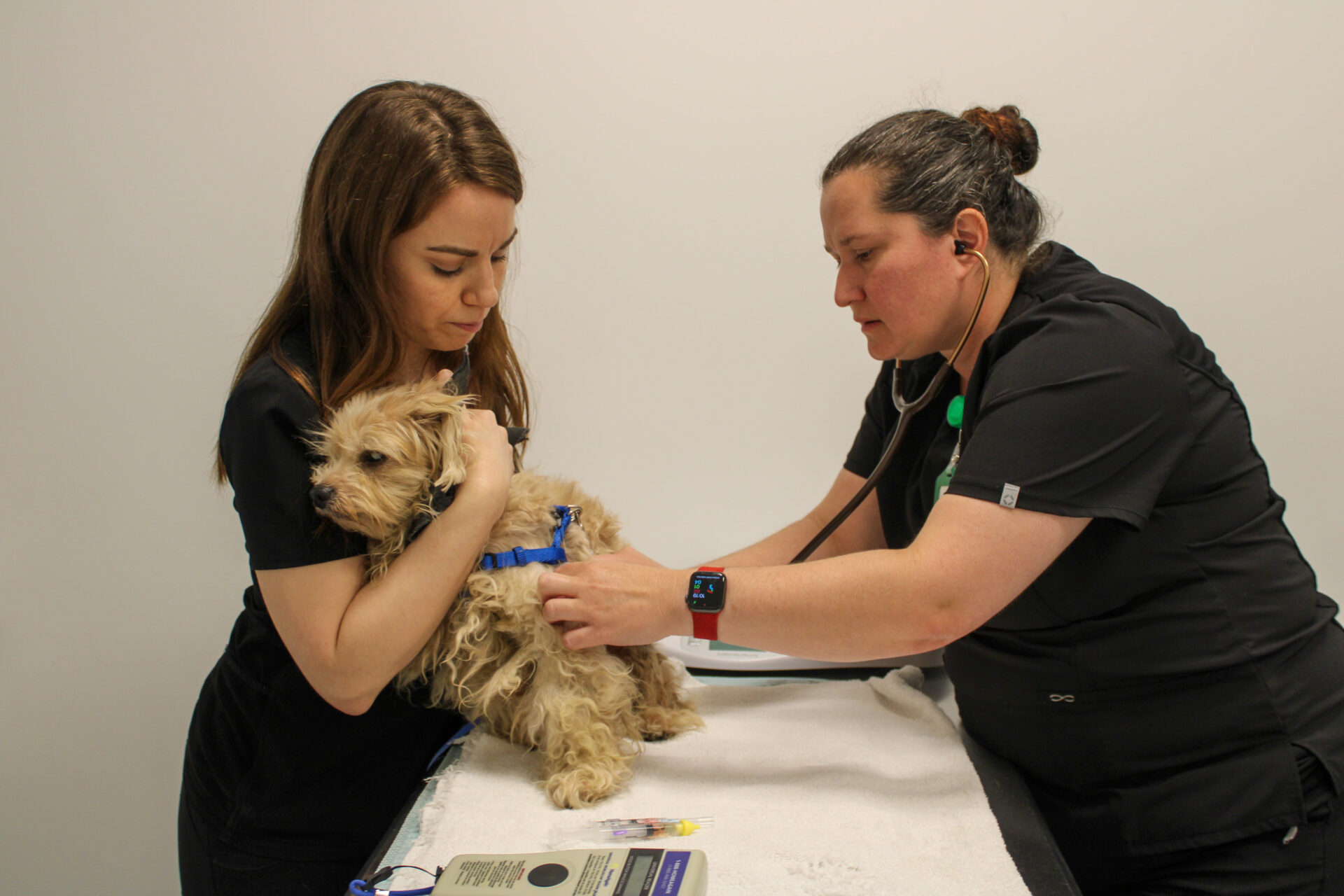 A New Beginning for Milo - Emancipet