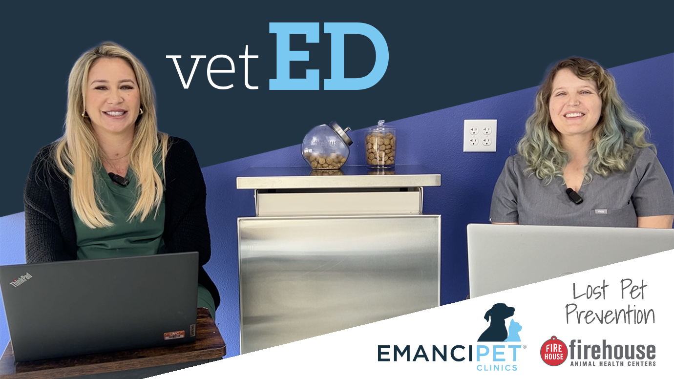 Veterinarian-Approved Tips to Prevent Your Pet from Getting Lost ...