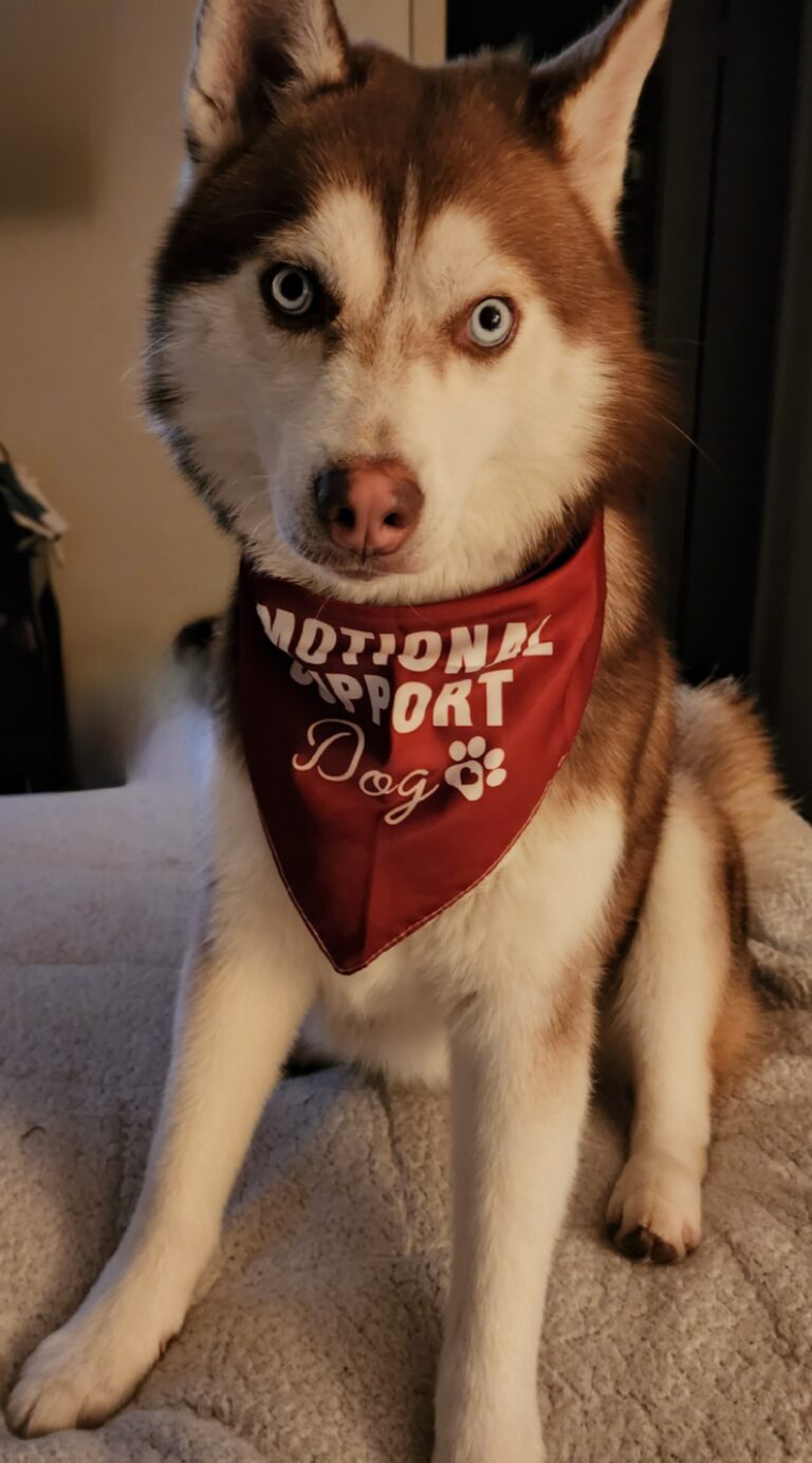 The Road to Defeating Heartworm: Prince's Journey with Emancipet ...