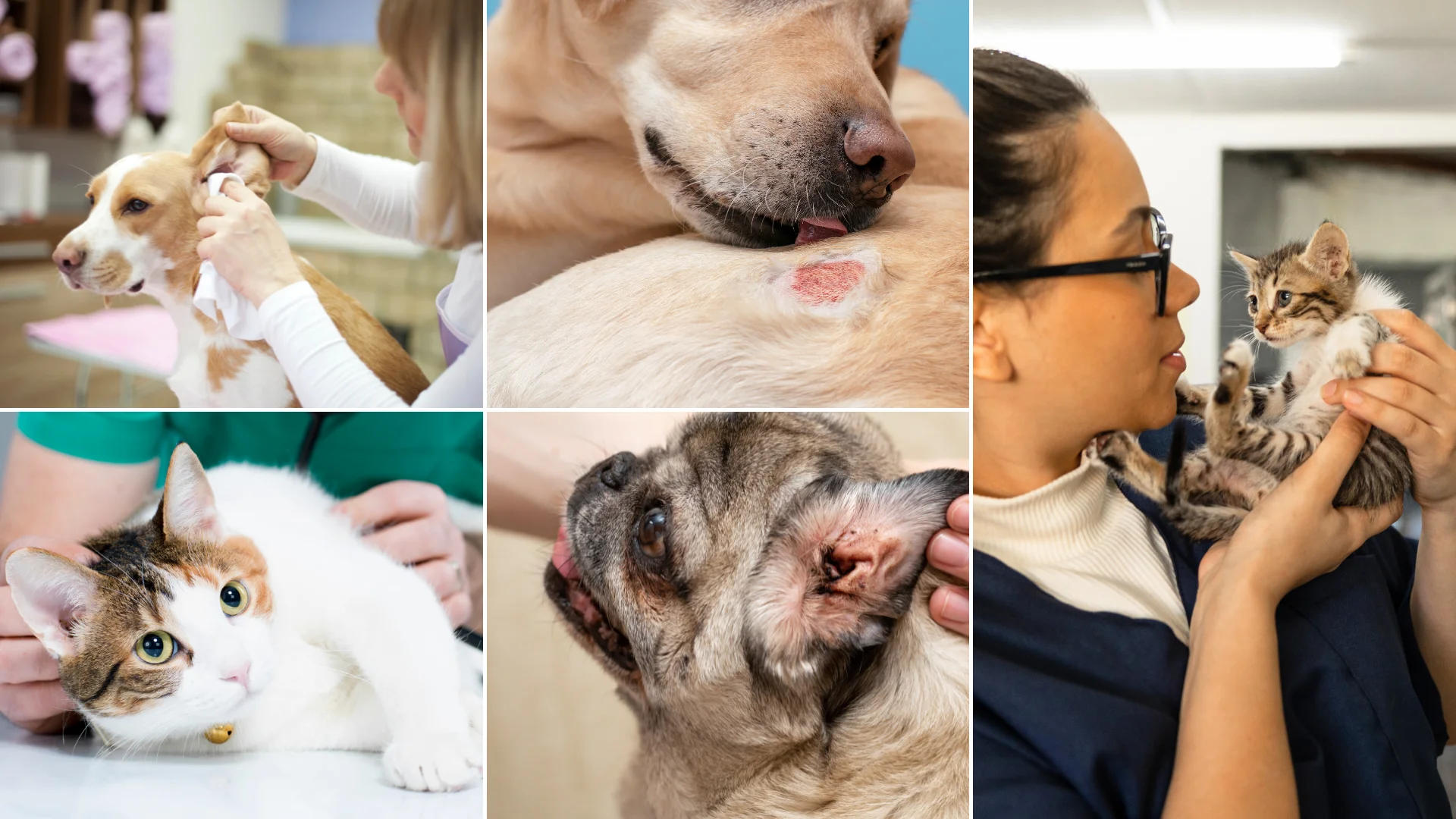 Itchy Skin & Ear Issues in Pets: What to Watch For - Emancipet