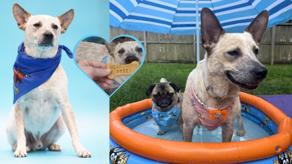 From Heartworm Positive to Therapy Dog: How Affordable Care Gave Bingo ...