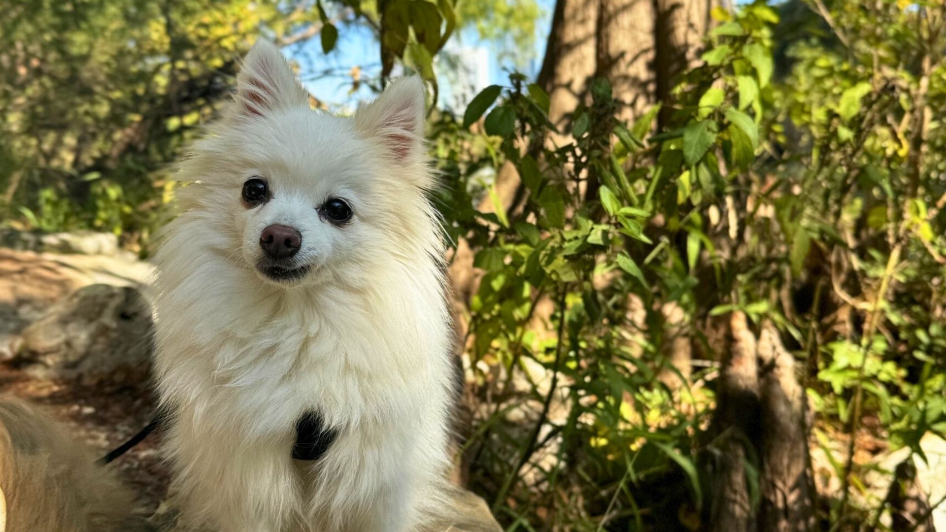 La historia de Fluffy: Encontrar la esperanza y la curación - Emancipet